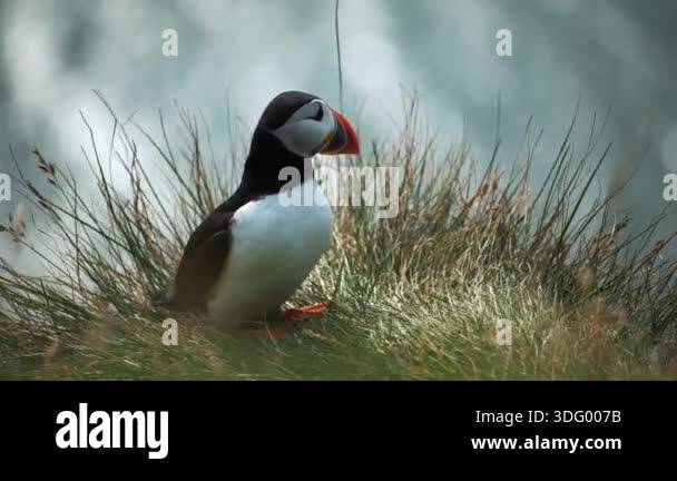 Portrait of a northern puffin sitting on the grass near to the sea ...