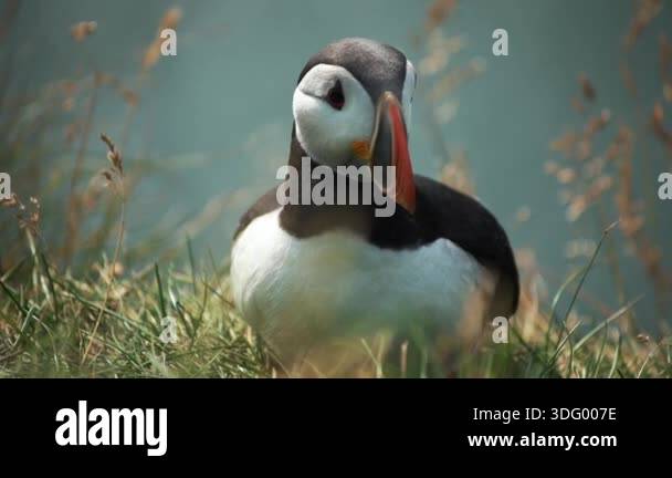 Portrait of a northern puffin sitting on the grass near to the sea ...