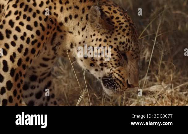 Leopard or panther on a tree with eye contact during outdoor jungle ...