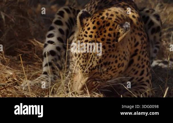 Leopard or panther on a tree with eye contact during outdoor jungle ...