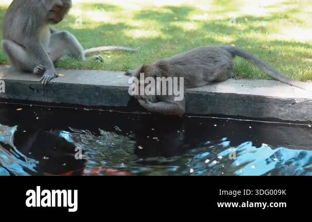 Portrait of cute monkey on branch looking at camera. Cute baby ape ...