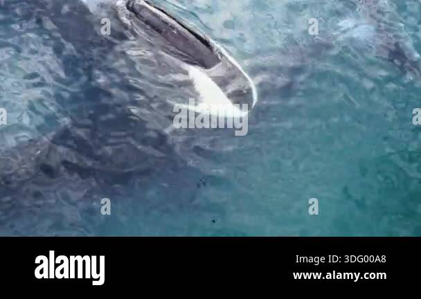 Bowhead whale family swimming together in calm blue ocean water, Aerial ...