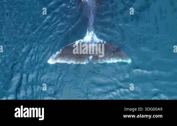 Tale of Bowhead whale swimming in calm blue ocean water, Aerial view of ...