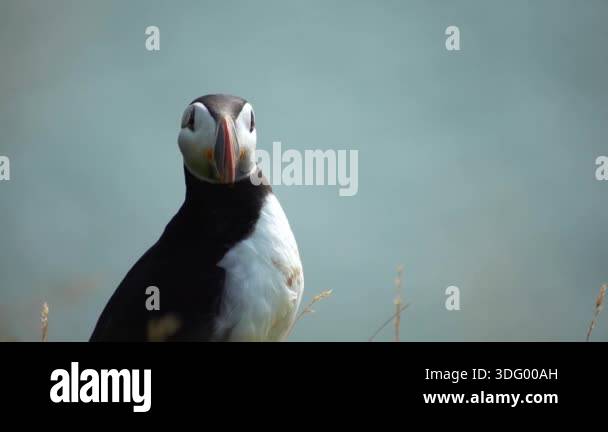 Portrait of a northern puffin sitting on the grass near to the sea ...