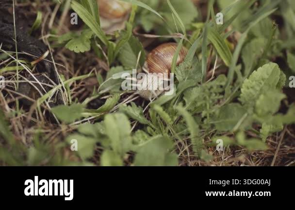 Close up of wild snail in natural habitat or nature. Macro of snail ...