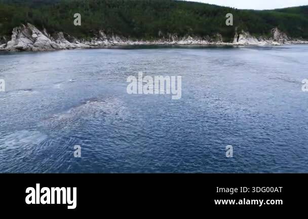 Bowhead whale family swimming together in calm blue ocean water, Aerial ...