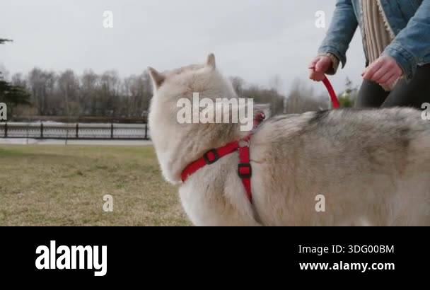 Walk with dog in city. Owner walk with dog enjoying outdoors during ...