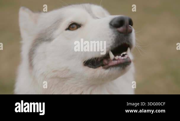 Portrait close-up white dog Husky in slow motion. Husky with ...