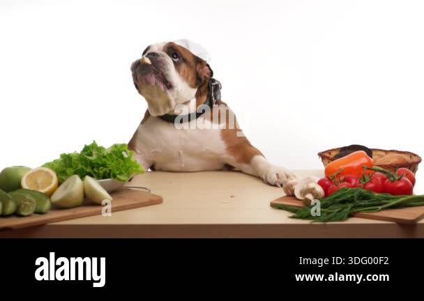 English Bulldog as a chef eating healthy food. The English Bulldog ...