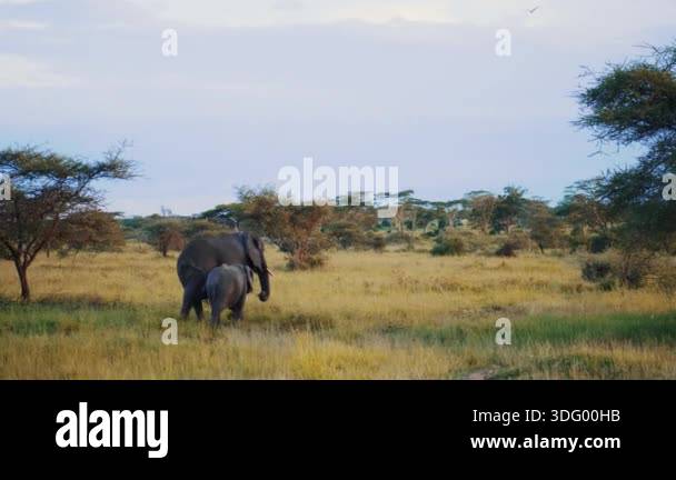 Two African elephant bulls walking across the dry savanna towards the ...