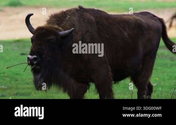 The zubr, or European bison is a species of animal in the genus bison ...