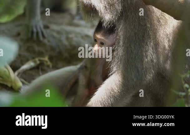 Portrait of cute monkey on branch looking at camera. Cute baby ape ...