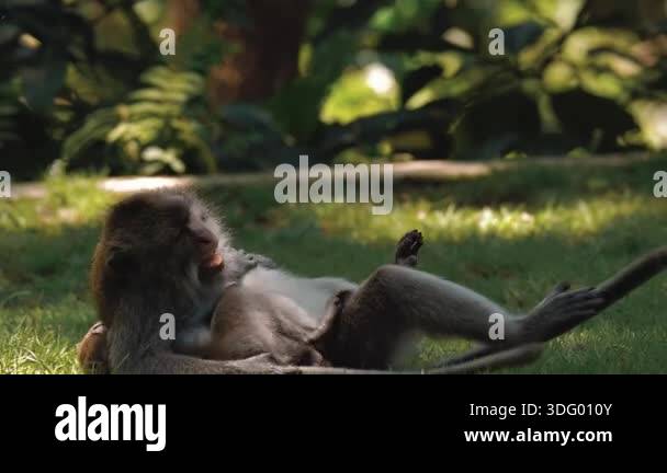 Portrait of cute monkey on branch looking at camera. Cute baby ape ...