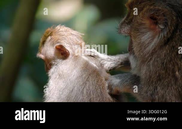 Portrait of cute monkey on branch looking at camera. Cute baby ape ...