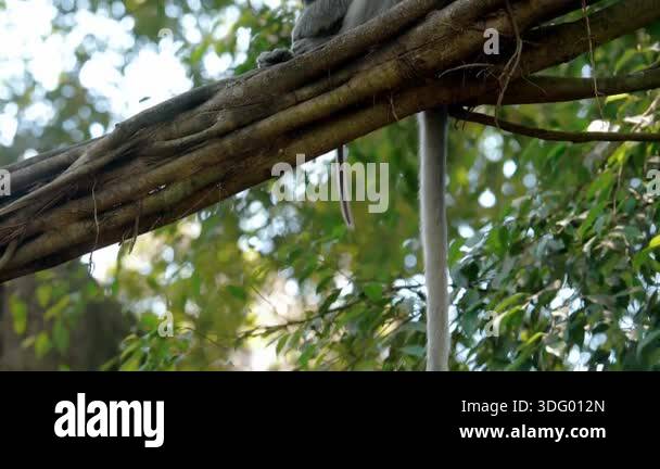 Portrait of cute monkey on branch looking at camera. Cute baby ape ...