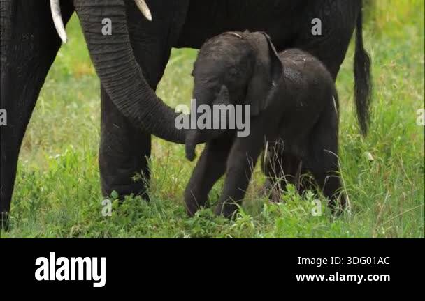Close up of elephant family with a newborn baby elephant in a National ...