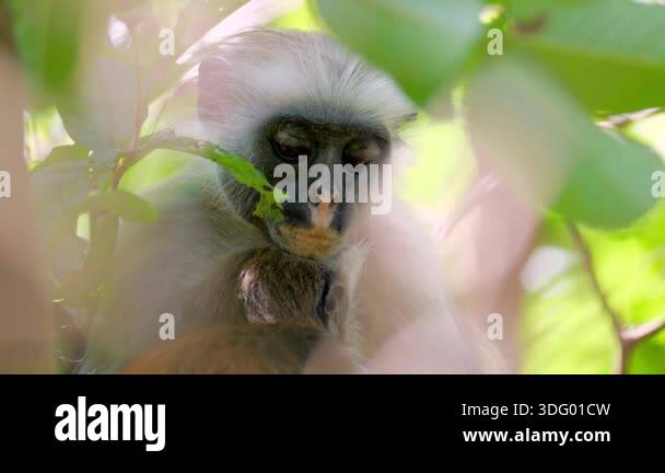 Highly endangered Zanzibar Red Colobus Monkey Procolobus kirkii in ...