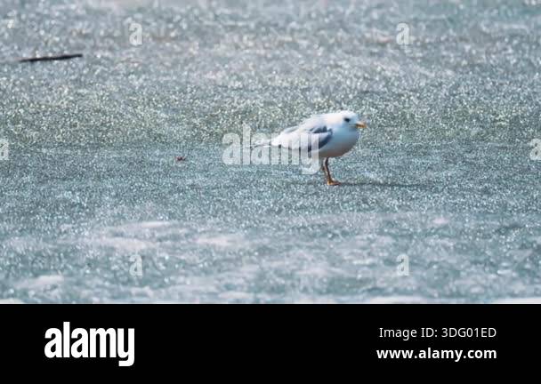 Funny sea gull birds on railings. Seagulls and green pigface sour fig ...