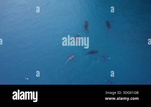 Bowhead whale family swimming together in calm blue ocean water, Aerial ...