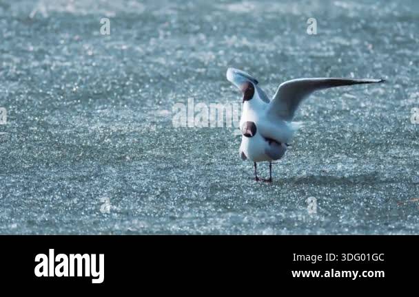 Funny sea gull birds on railings. Seagulls and green pigface sour fig ...