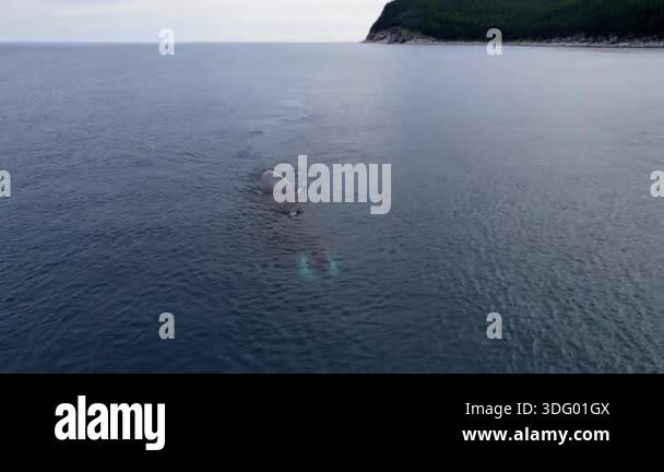 Bowhead whale swimming in calm blue ocean water, Aerial view of a pod ...