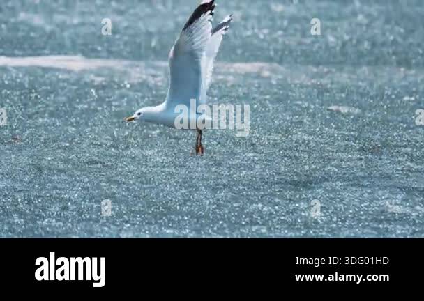 Funny sea gull birds on railings. Seagulls and green pigface sour fig ...