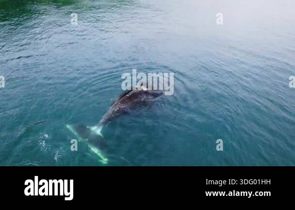 Bowhead whale swimming in calm blue ocean water, Aerial view of a pod ...