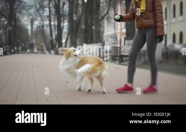 Close up of ginger border collie dog and his owner training outside the ...