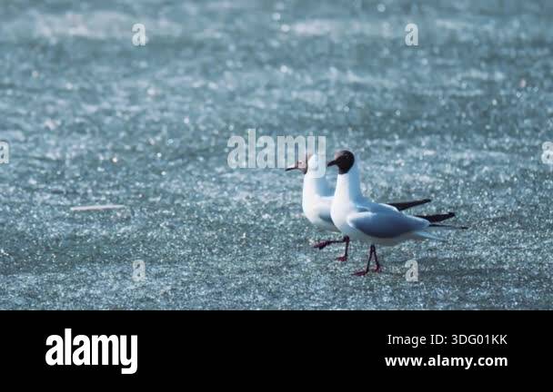 Funny sea gull birds on railings. Seagulls and green pigface sour fig ...