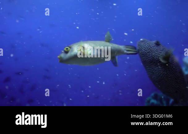 Amazing scene of long-spine porcupinefish and other similar kind of ...