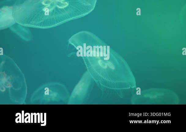 Close-up shot of jellyfish in water tank at oceanarium. Amazing sea ...