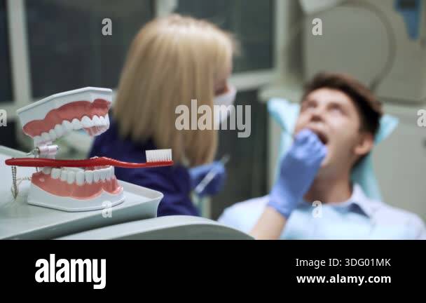 Close-up model of dental teeth. Sample of human jaw with a toothbrush ...