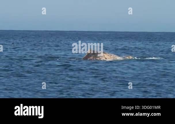Rear white whale in its natural habitat on water surface in ocean ...