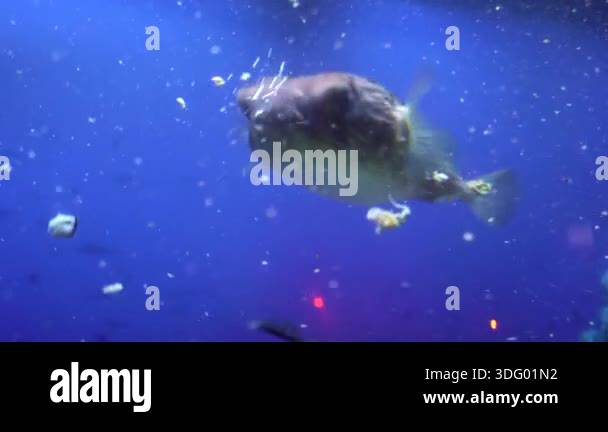 Amazing scene of long-spine porcupinefish and other similar kind of ...