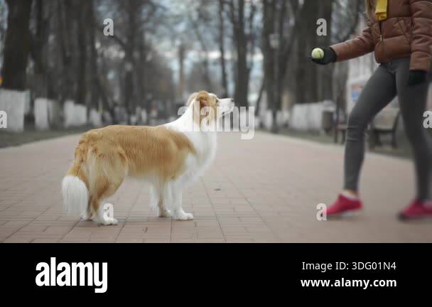 Close up of ginger border collie dog and his owner training outside the ...