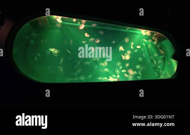 Jellyfishes in changing color In The aquarium Stock Video Footage - Alamy