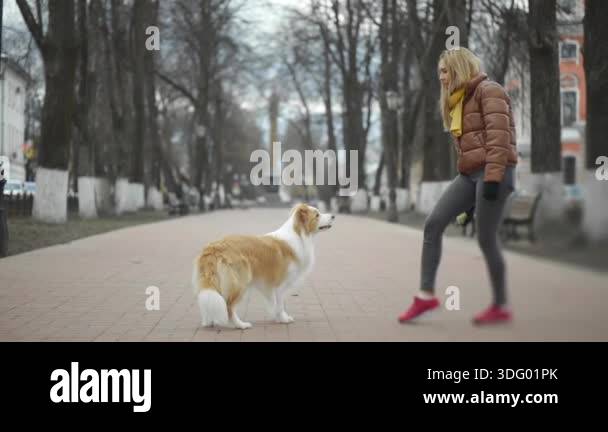 Close up of ginger border collie dog and his owner training outside the ...