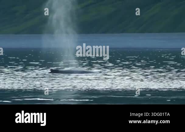 Humpback whale family breathing under water. Big fin whale exploring ...