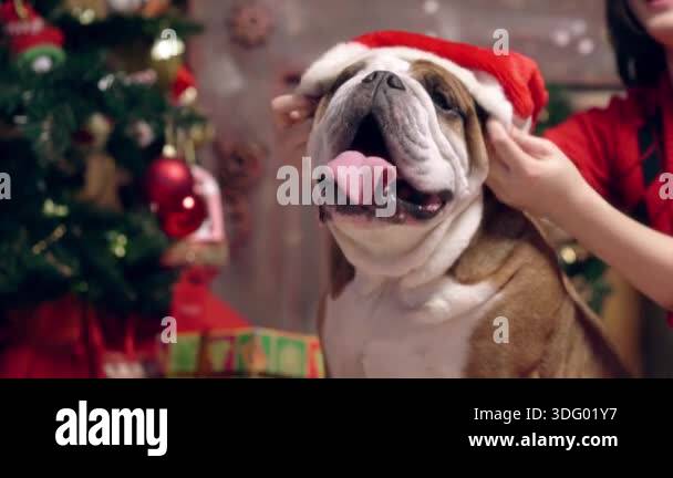 charming asian girl loves and caresses a cute funny bulldog under the ...