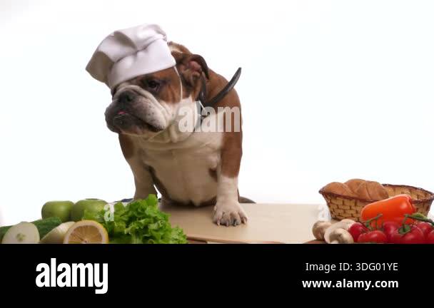 English Bulldog chef chewing. The English Bulldog cooks healthy food ...