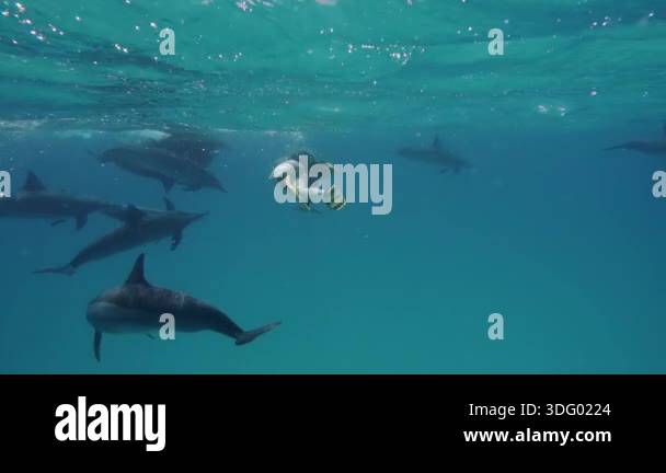 Freediver woman playing with dolphins in the sea. Smart and beautiful ...