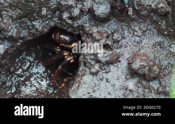 Warty crab or Yellow shore crab Eriphia verrucosa sits at the bottom ...