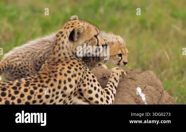 Amazing scene of baby cheetah near mother laying on rock. Little ...