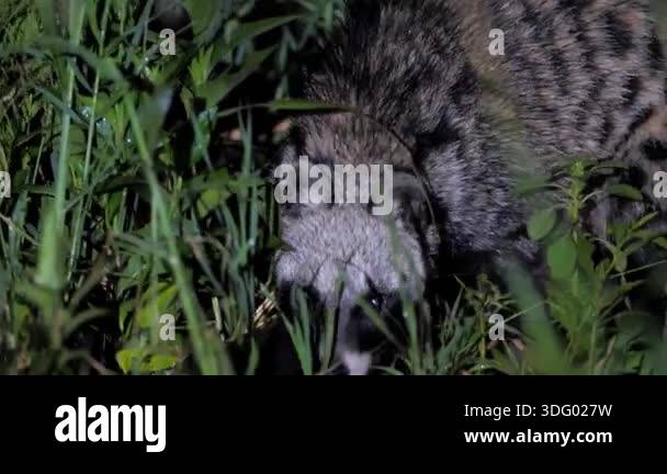 Cute african civet rummaging in tall grass in savanna at night. Pretty ...