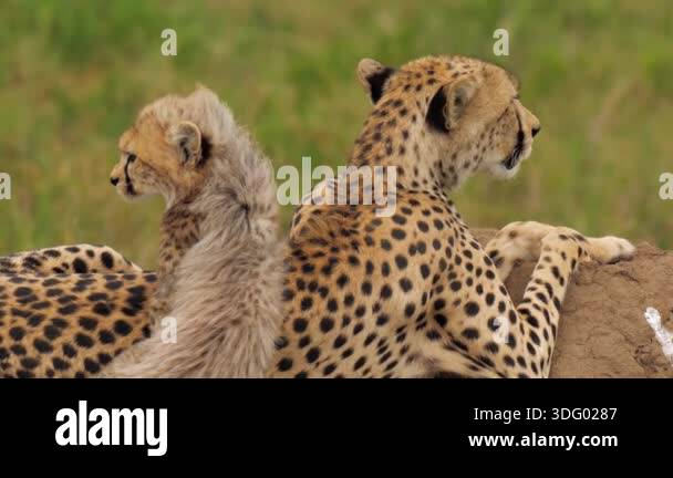 Portrait of magnificent cheetah laying on rock at summer noon. Wildcat ...