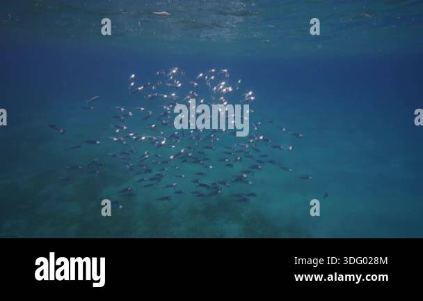 FishBowl of Indian mackerel silversides hiding behind secret rocks ...
