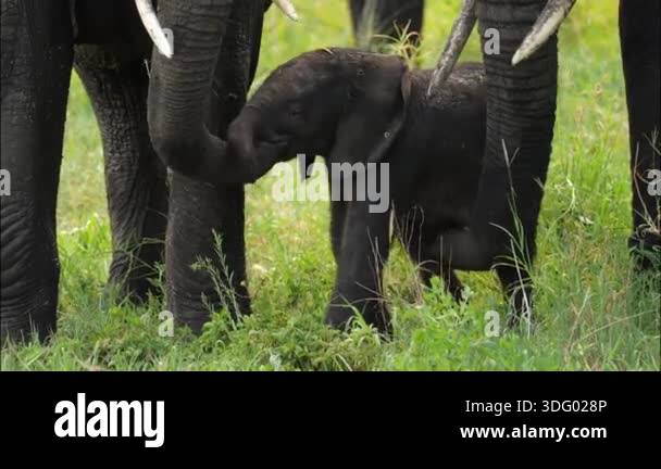 Close up of elephant family with a newborn baby elephant in a National ...