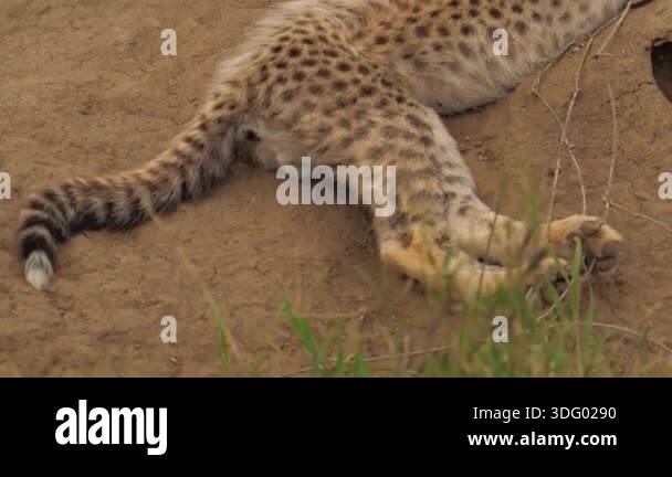 Moving shot of adorable baby cheetah laying on rock near mother. Cute ...