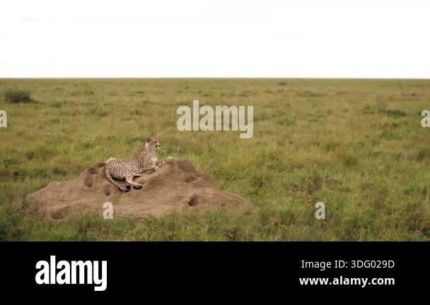 A female cheetah sits on a termite mound as she scans the area for prey ...