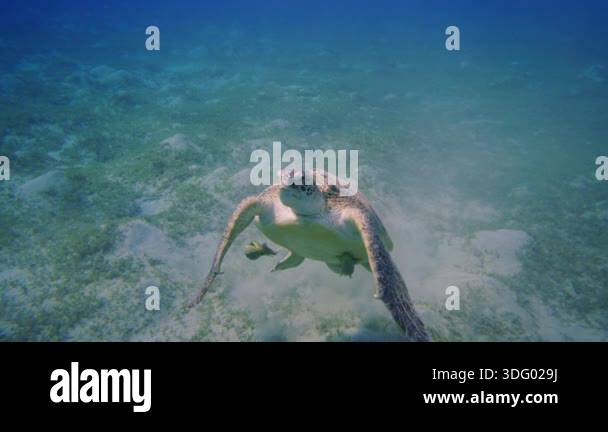 Green turtle with yellow remora swimming over a coral reef. Swimming ...